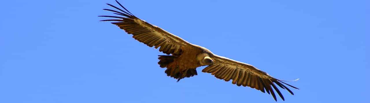 wildbirdcover - Kokopeli Experience